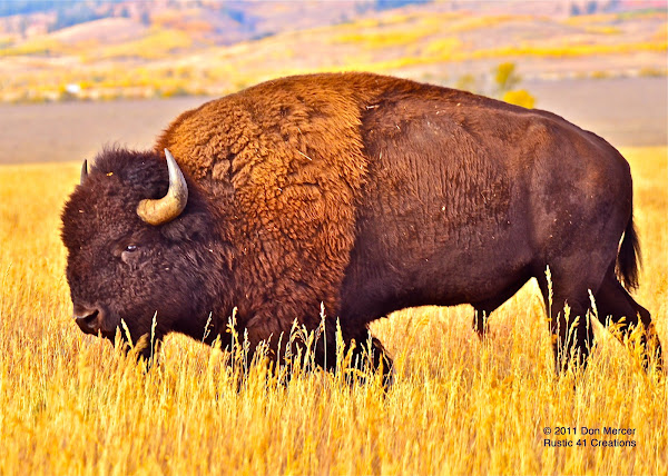 American bison | Project Noah