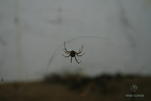 Brown Button Spider | Project Noah