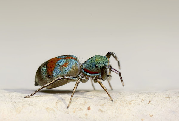 Metallic green Jumping Spider | Project Noah