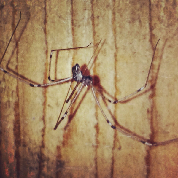 Cellar Spider | Project Noah