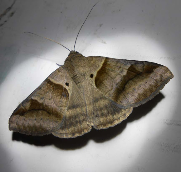 Looper moth | Project Noah