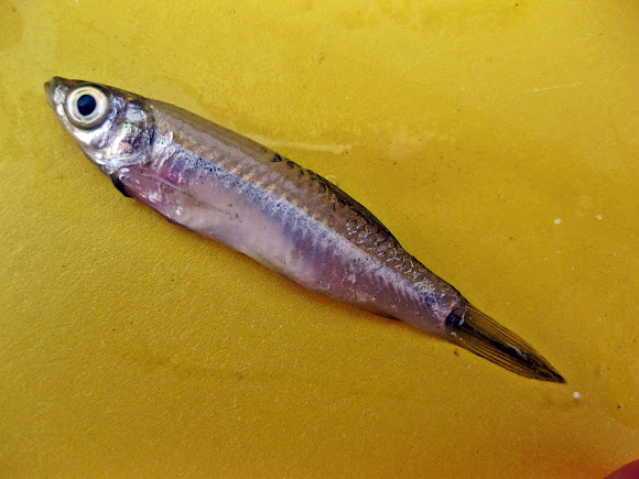 Flying barb | Project Noah