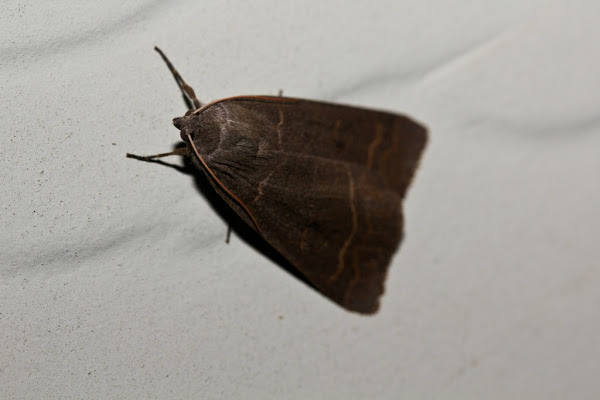 Common Oak Moth | Project Noah