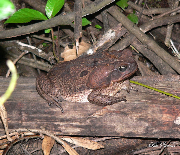 Cane Toad | Project Noah