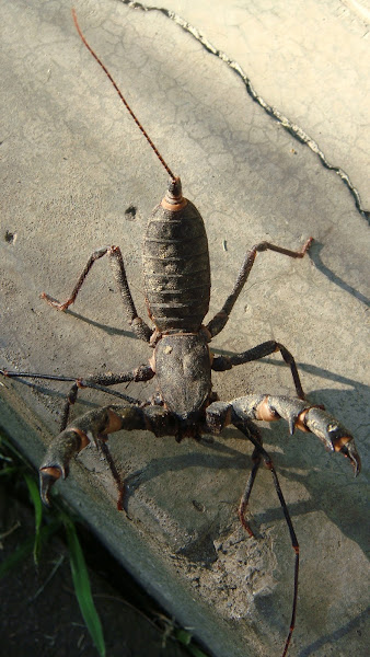 Vinagrillo | Project Noah