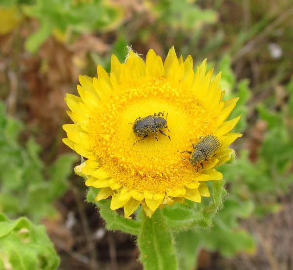 Dusty maize beetles | Project Noah