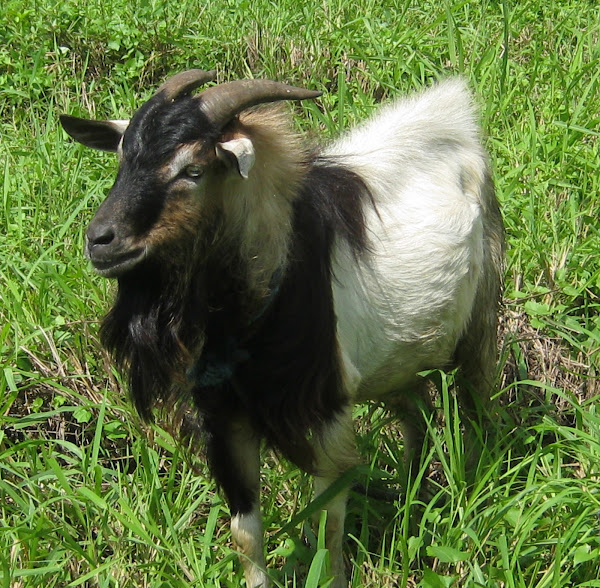 Domestic Goat | Project Noah