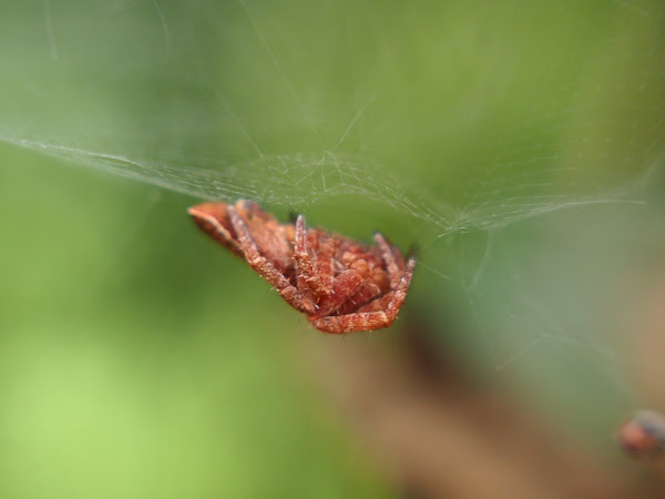 Red tent spider | Project Noah