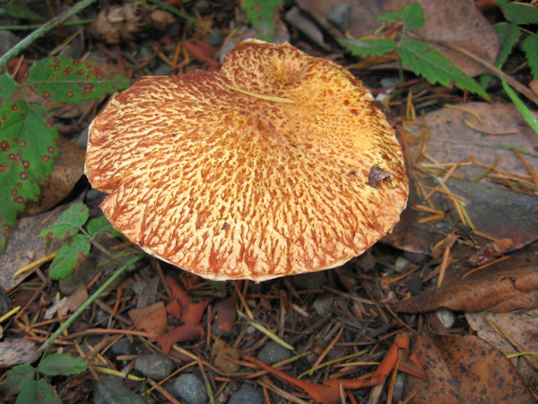 Western Painted Suillus | Project Noah