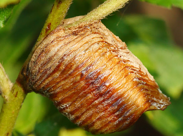 Praying mantis Ootheca | Project Noah