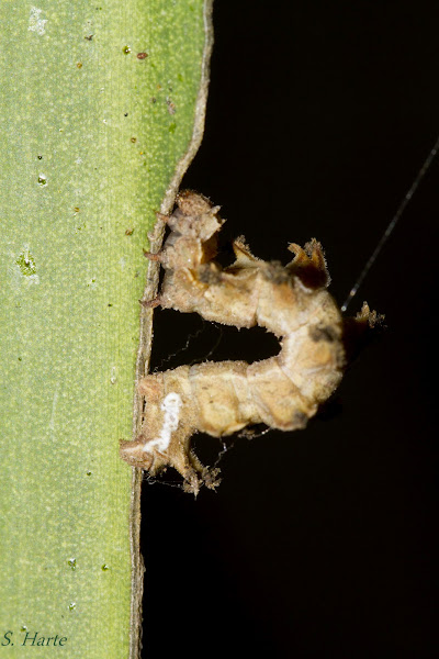 Wattle Bizarre Looper Moth | Project Noah