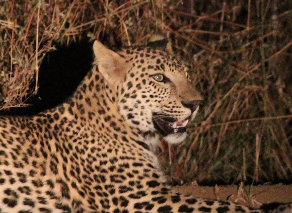 Indian Leopard | Project Noah