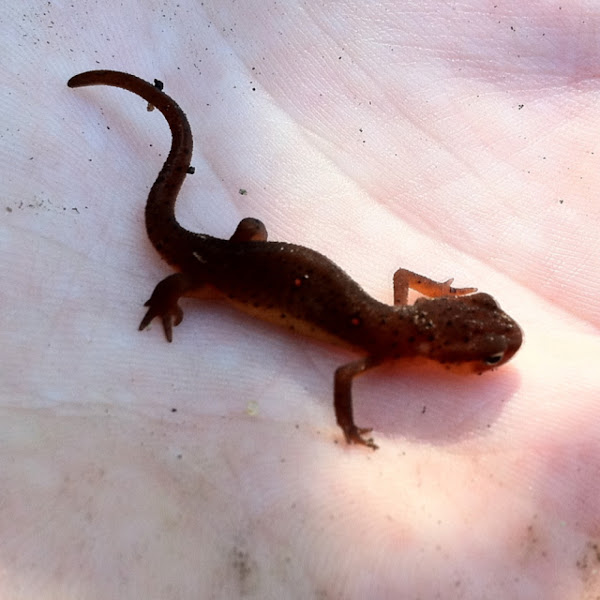 Red eft | Project Noah
