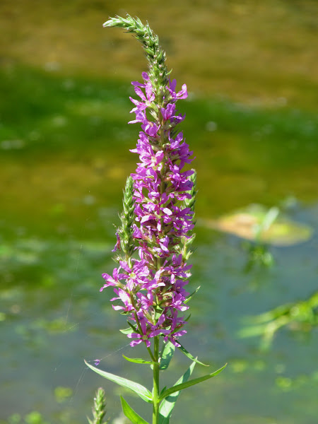 Purple Loosestrife | Project Noah