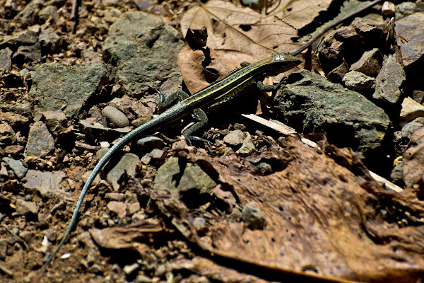Four-lined Whiptail | Project Noah