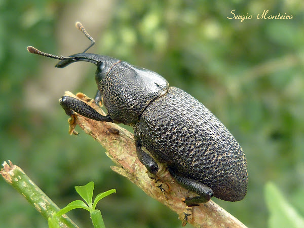 Giant black weevil | Project Noah