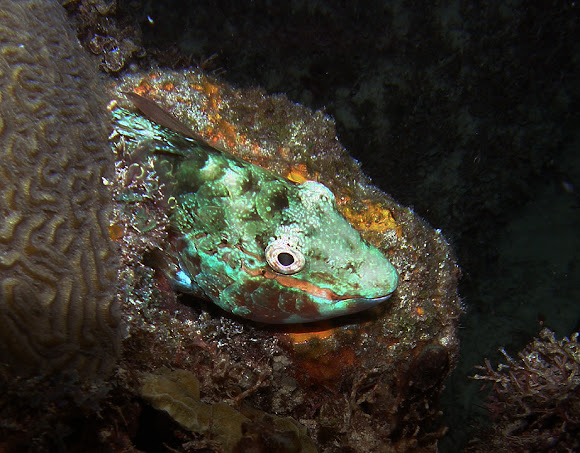 Redband Parrotfish | Project Noah