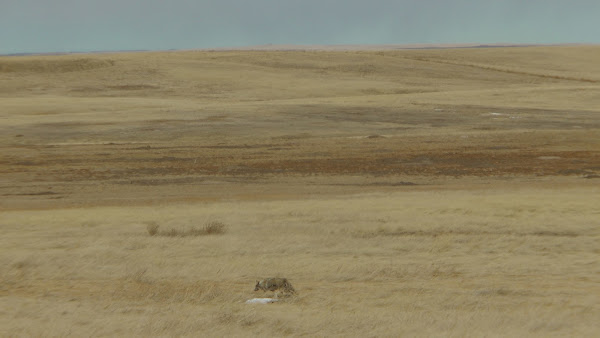 Coyote, badlands | Project Noah