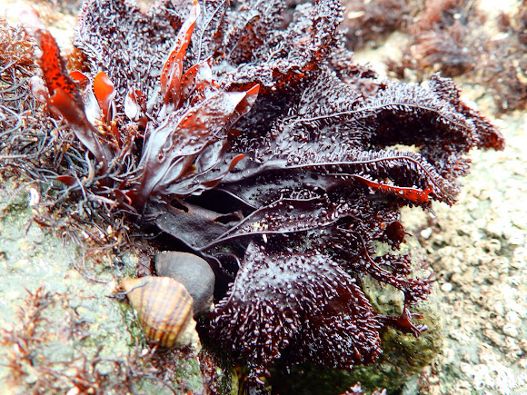 Red Seaweed | Project Noah