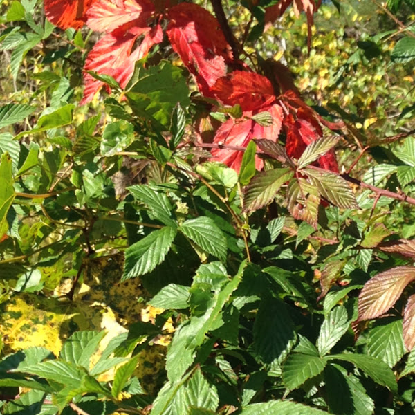 Blackberry | Project Noah