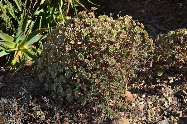 Unknown Plant | Project Noah