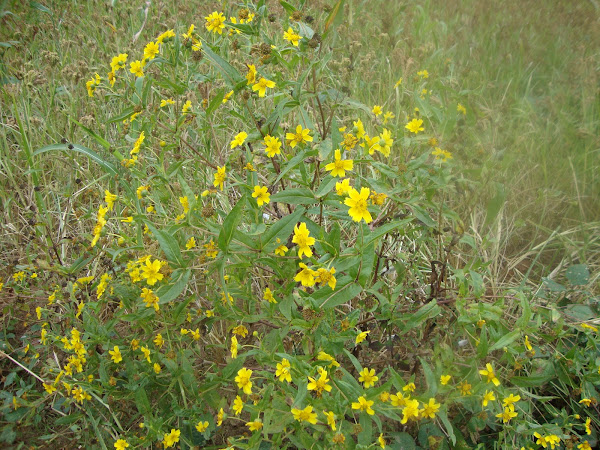Gingelly plant with flowers | Project Noah