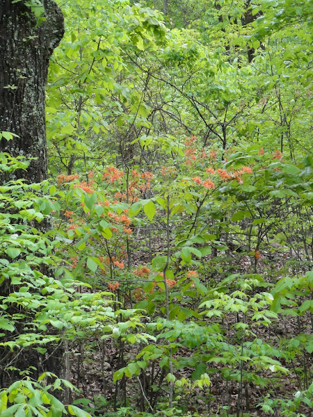 Flame Azalea | Project Noah