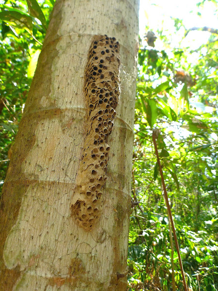 Weird Wasp Nest | Project Noah