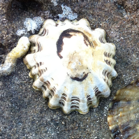 Ribbed limpet | Project Noah