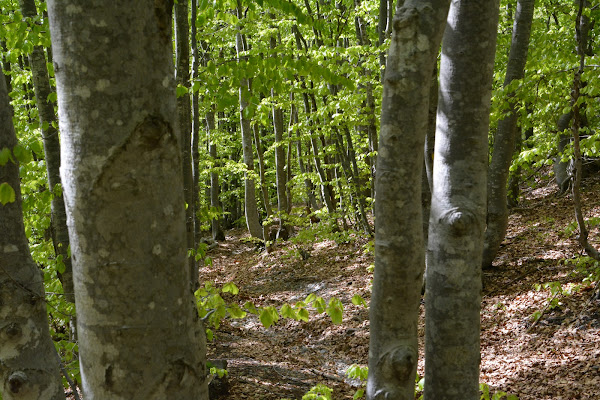 small beech trees | Project Noah