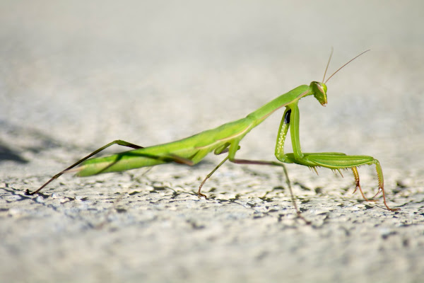 European Praying Mantis nymph | Project Noah