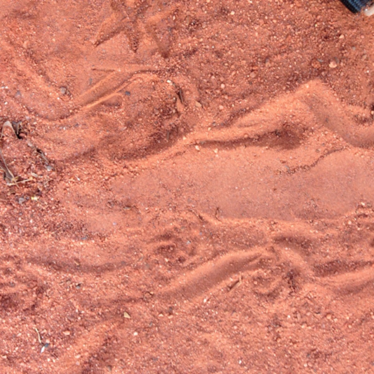 Lizard Track | Project Noah