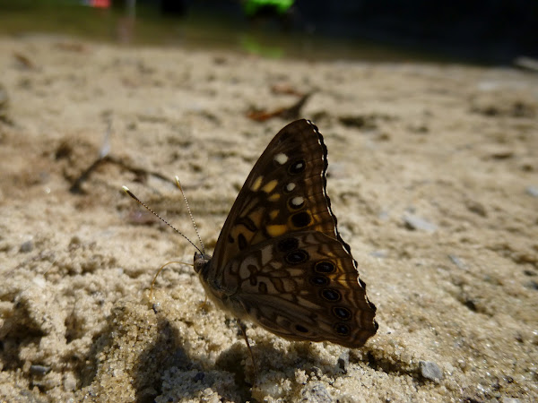Hackberry Emperor | Project Noah