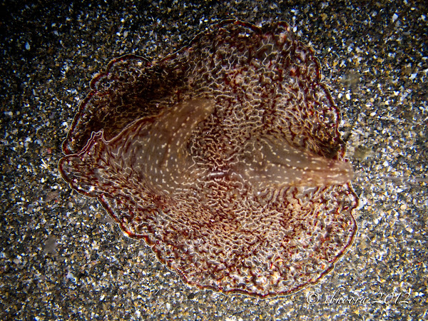 Crawling Comb Jelly, Benthic Ctenophore | Project Noah