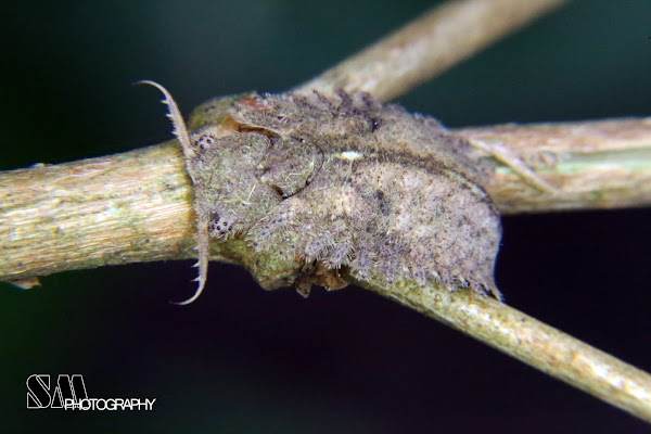 Owl fly larva | Project Noah
