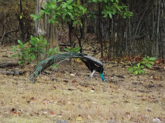 peacock | Project Noah