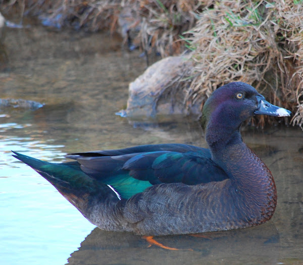 Mulard (Male) | Project Noah