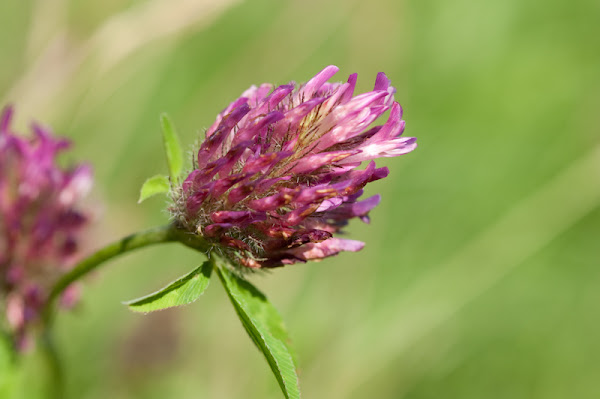 Red Clover | Project Noah