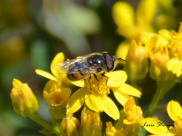 Syrphidae Fly | Project Noah
