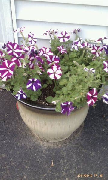 Petunia | Project Noah