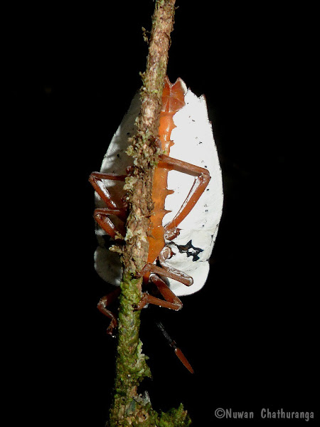 Giant Stink Bug | Project Noah