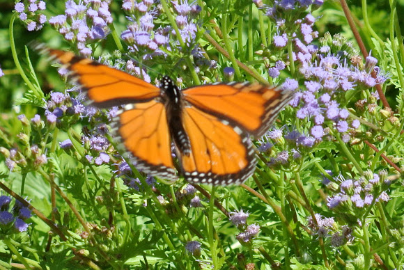 Monarch Butterfly (male) | Project Noah