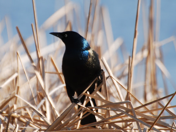 Common Grackle | Project Noah