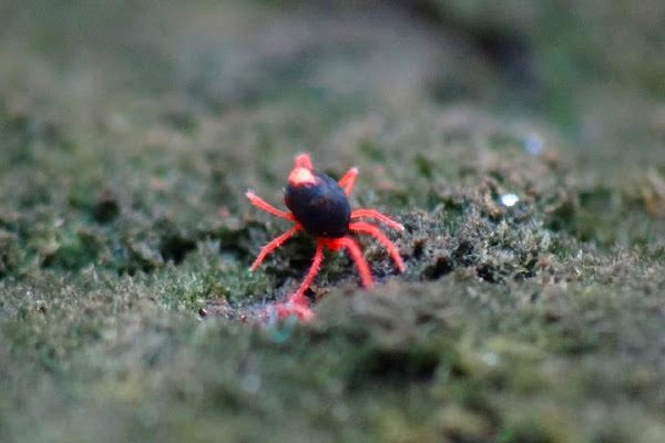 Winter Grain Mite | Project Noah