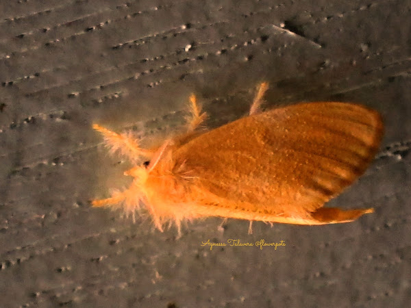 Yellow Tussock Moth | Project Noah