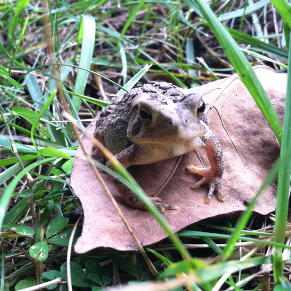 American Toad | Project Noah