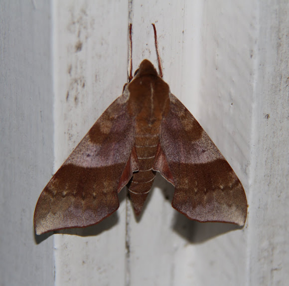 Azalea Sphinx Moth | Project Noah