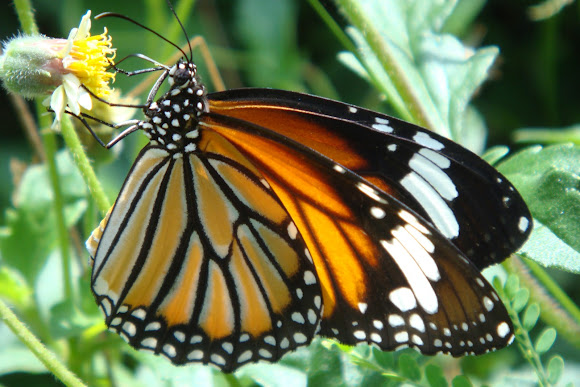 Striped tiger butterfly | Project Noah