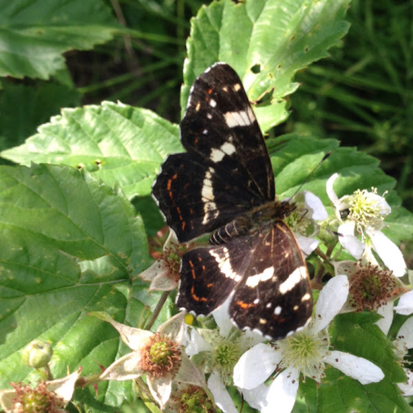 Map (summer brood) | Project Noah