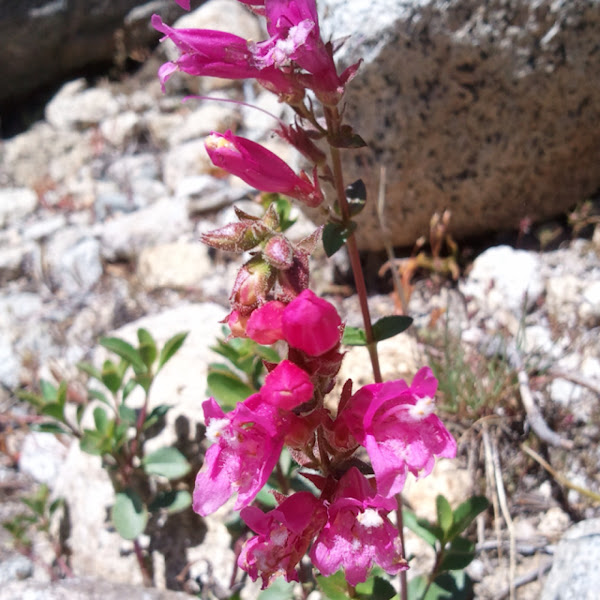 Penstemon | Project Noah